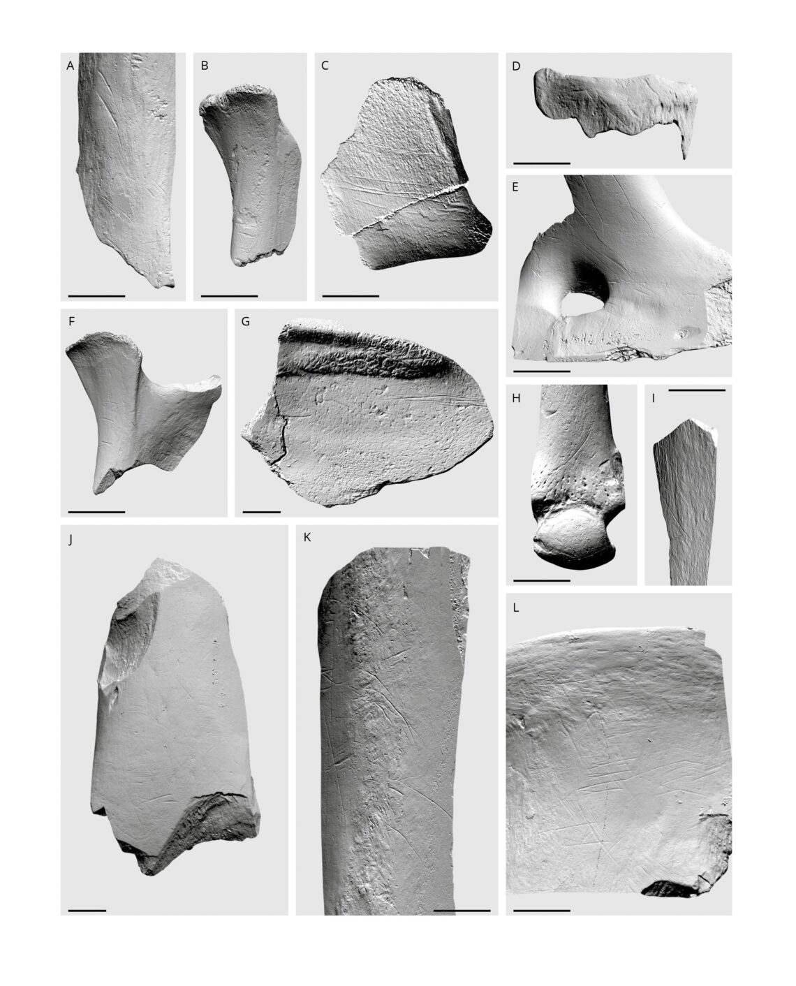 Neanderthals Had a Secret Fat Factory That Helped Them Survive the Ice Age