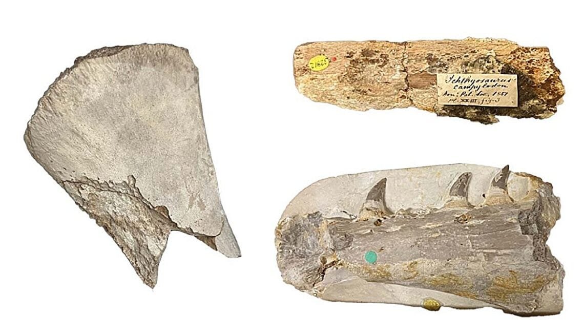 Bone-Eating Worms That Dined on Dinosaurs Still Feast Beneath the Sea