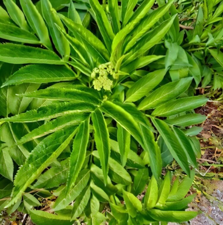Caligula’s Cruelty Wasn't His Only Legacy He Was Also a Medicinal Plant ...