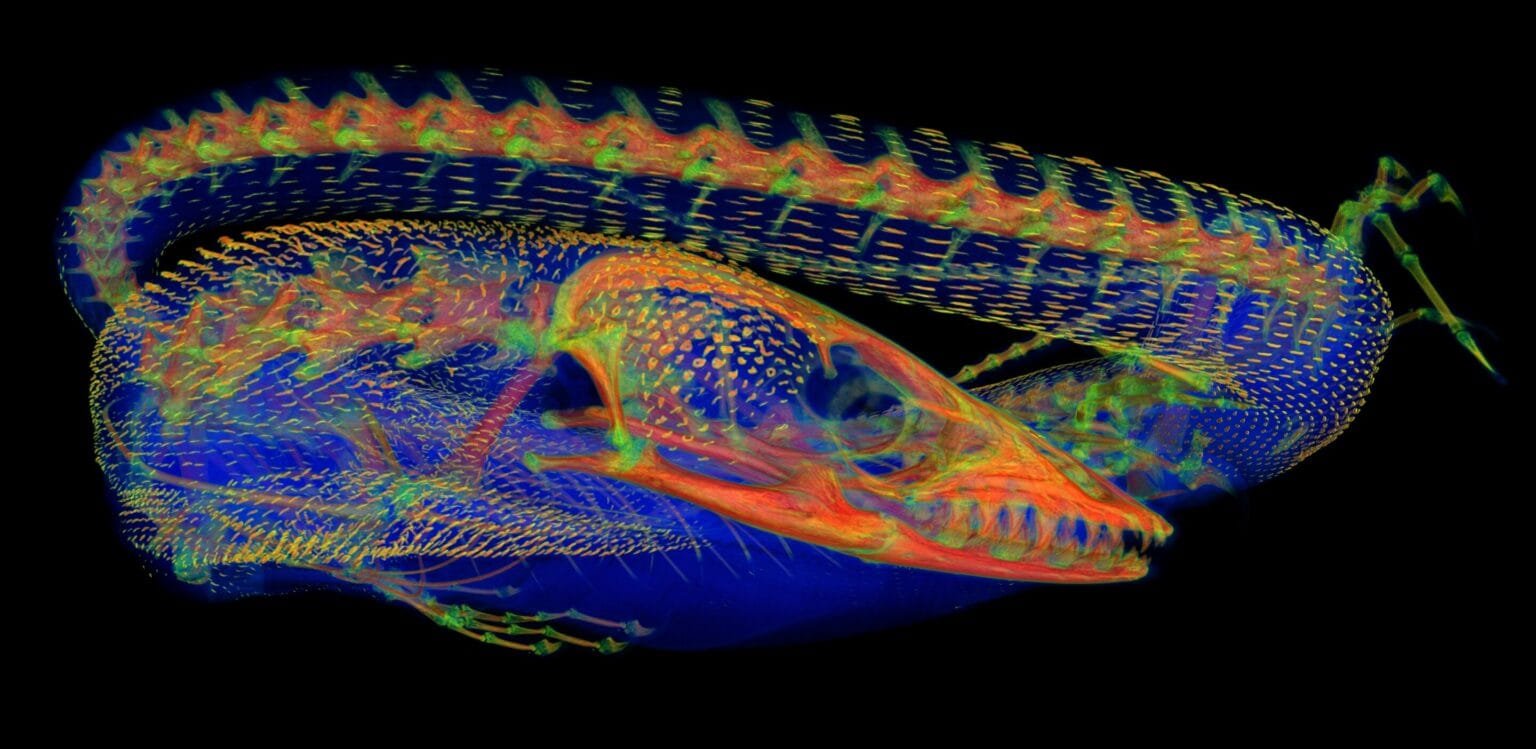 Scientists Uncover Bone-Deep Secrets in Australia's Iconic Lizards