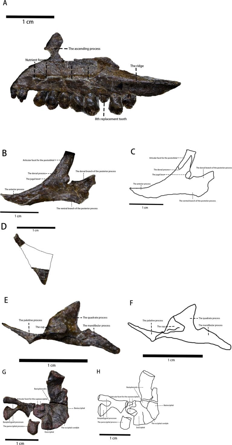 The Tiny Fossil That Changed How We Hear Dinosaurs