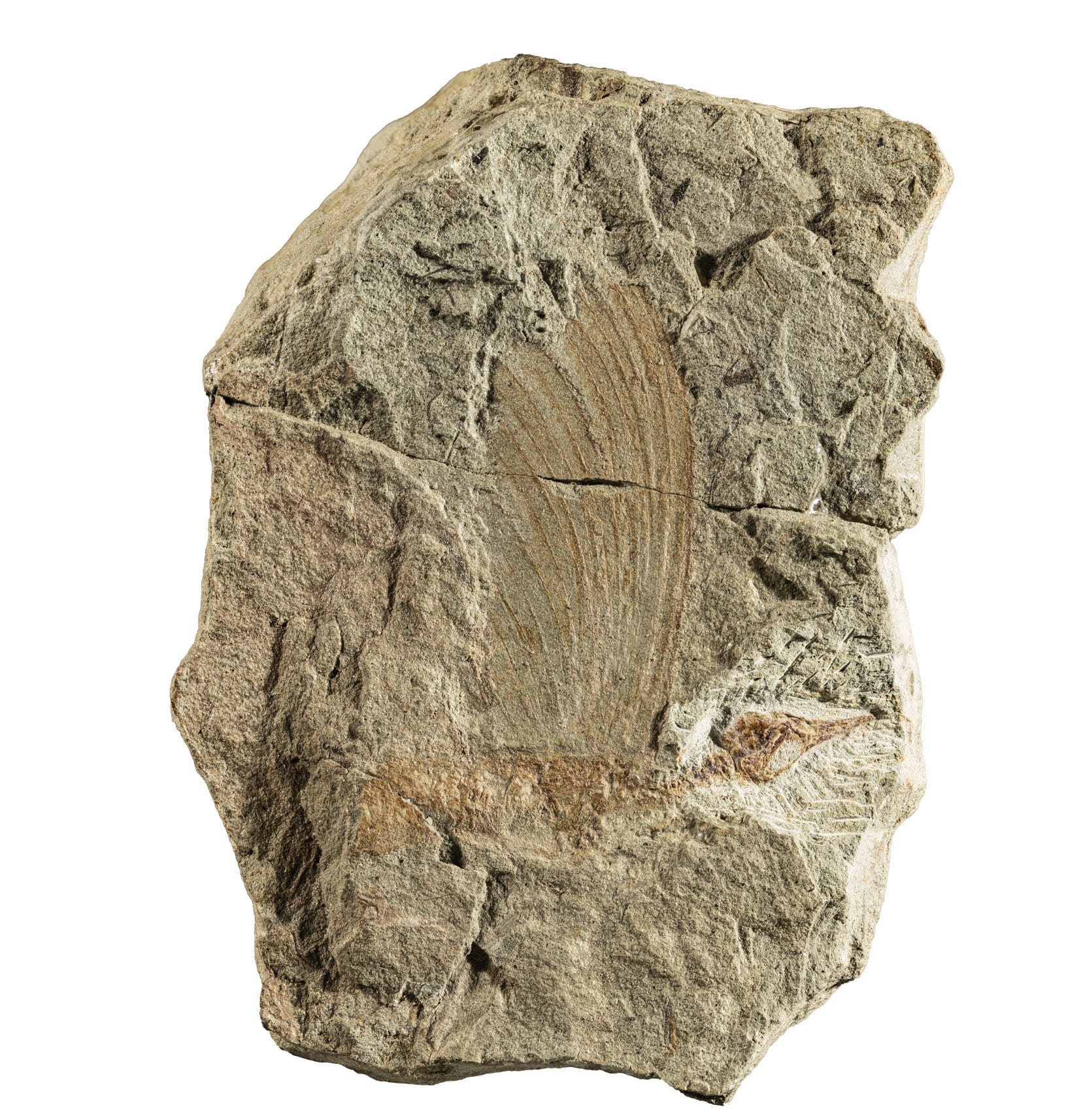 The Reptile That Wore Feathers Before Birds Took Flight