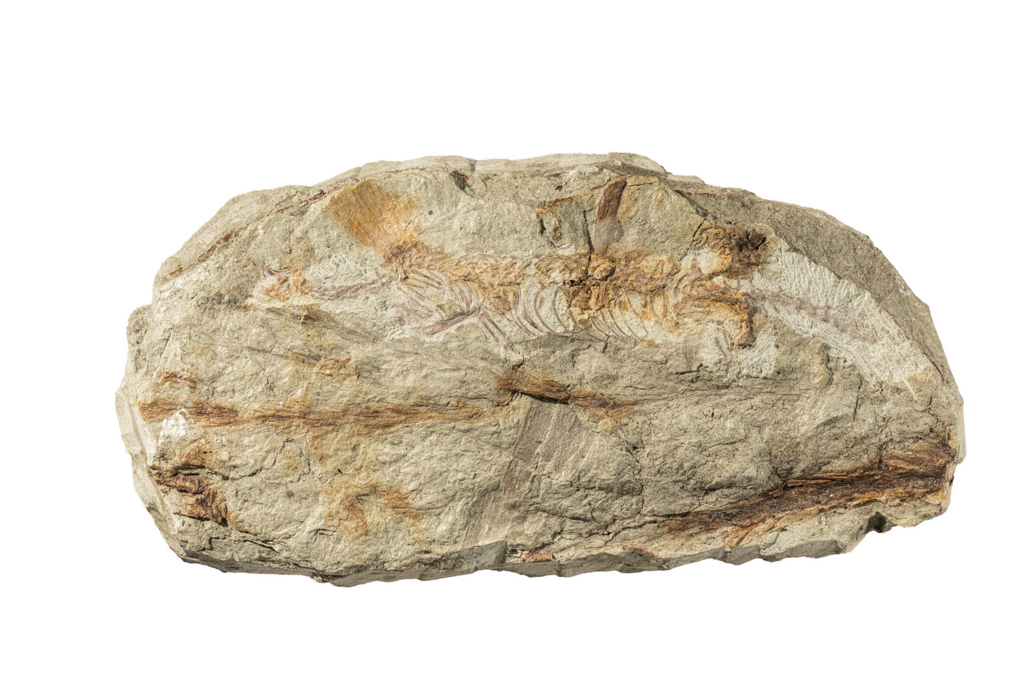 The Reptile That Wore Feathers Before Birds Took Flight