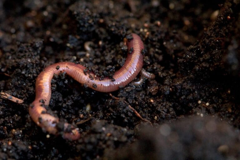 The Importance of Earthworms in Soil Health