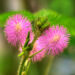 The Weirdest Mutations in Nature