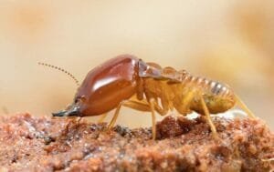 The Evolution of Social Behavior in Termites
