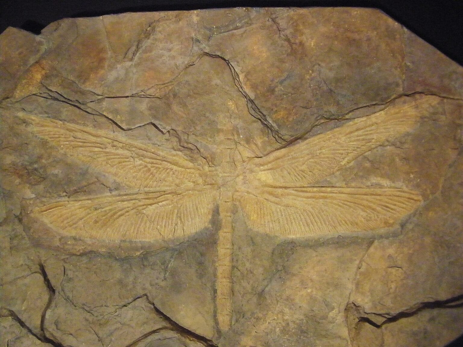 Were There Fossils of Giant Insects?