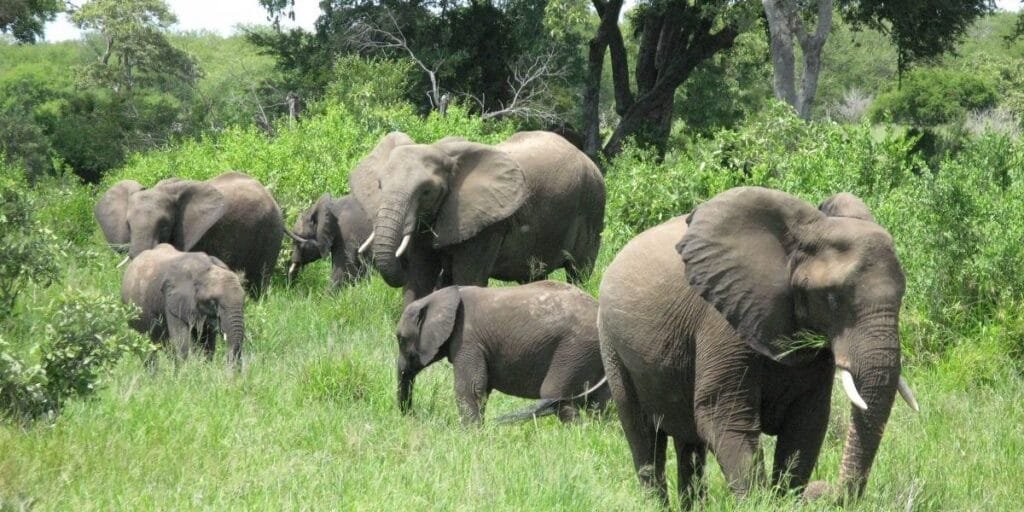 The Complex Social Structure of Elephant Herds and Parenting