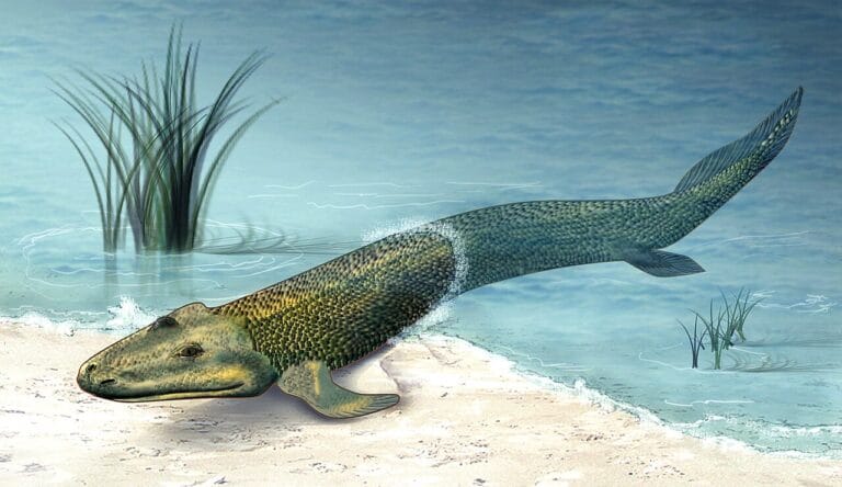 What Are Transitional Fossils and Why Are They Important?