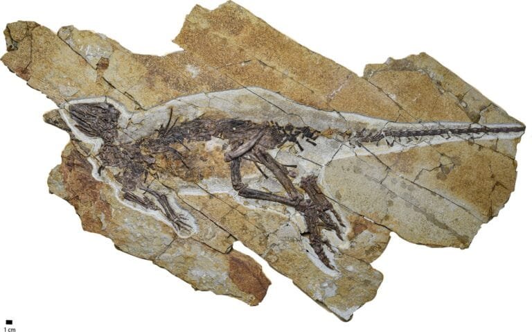 The Tiny Fossil That Changed How We Hear Dinosaurs