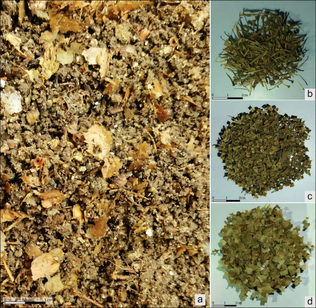 Ancient Andean Civilizations Before the Incas