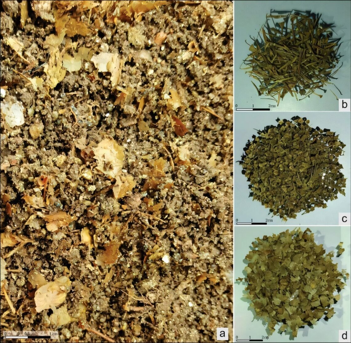 Tenochtitlán: The Great Aztec Capital