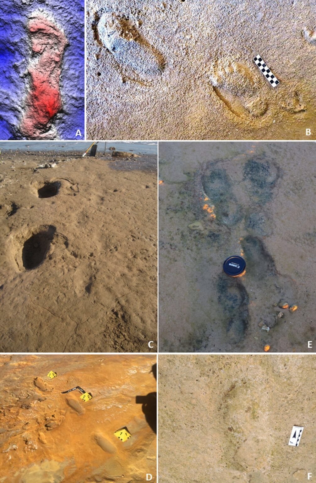 Footprints on Ancient Dunes Reveal Neanderthal Families Hunted Together ...