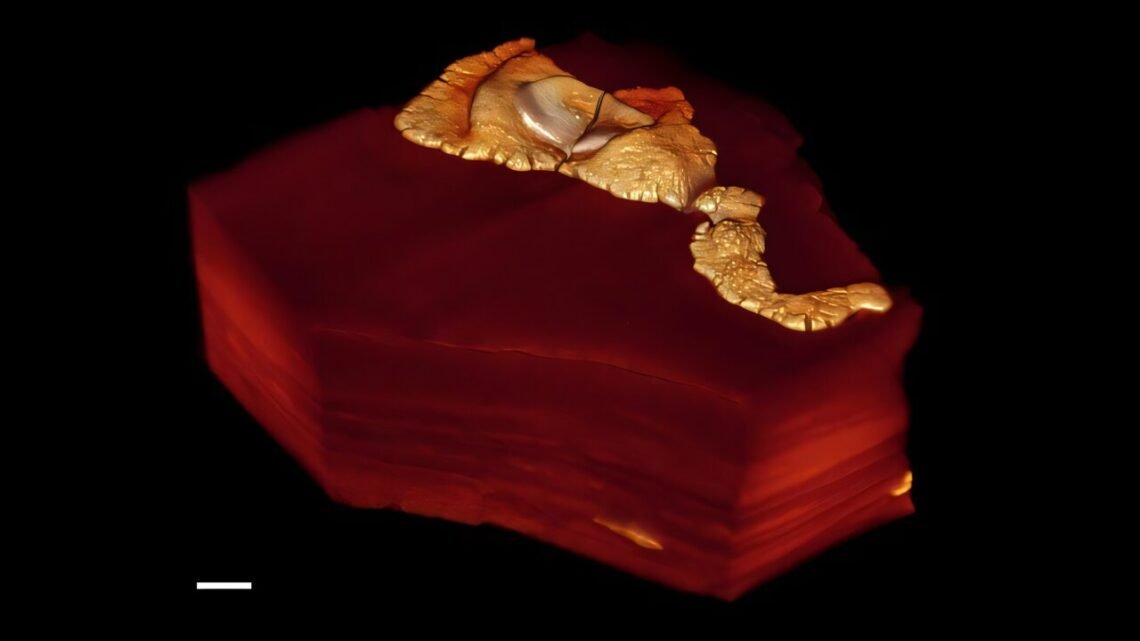 DNA Under Pressure: Scientists Reveal Cells Make It Harder to Unwind ...