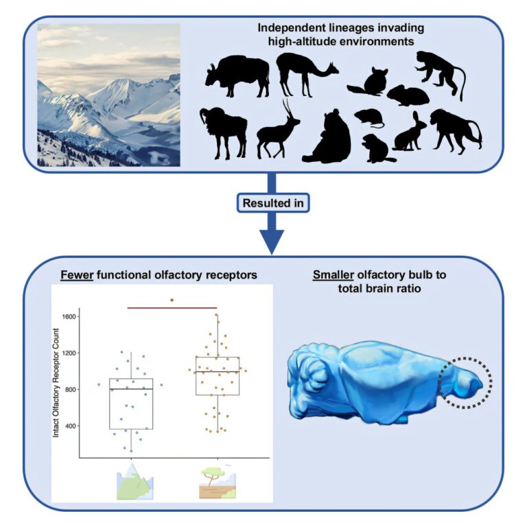 What Is Genetic Drift in Evolution?