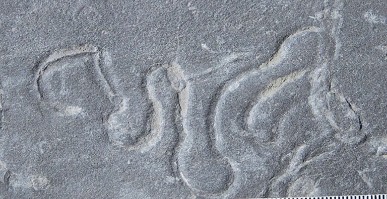 When Life Began to Crawl The Secret Story Behind the Cambrian Explosion