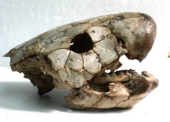 Latest Biology News & Discoveries