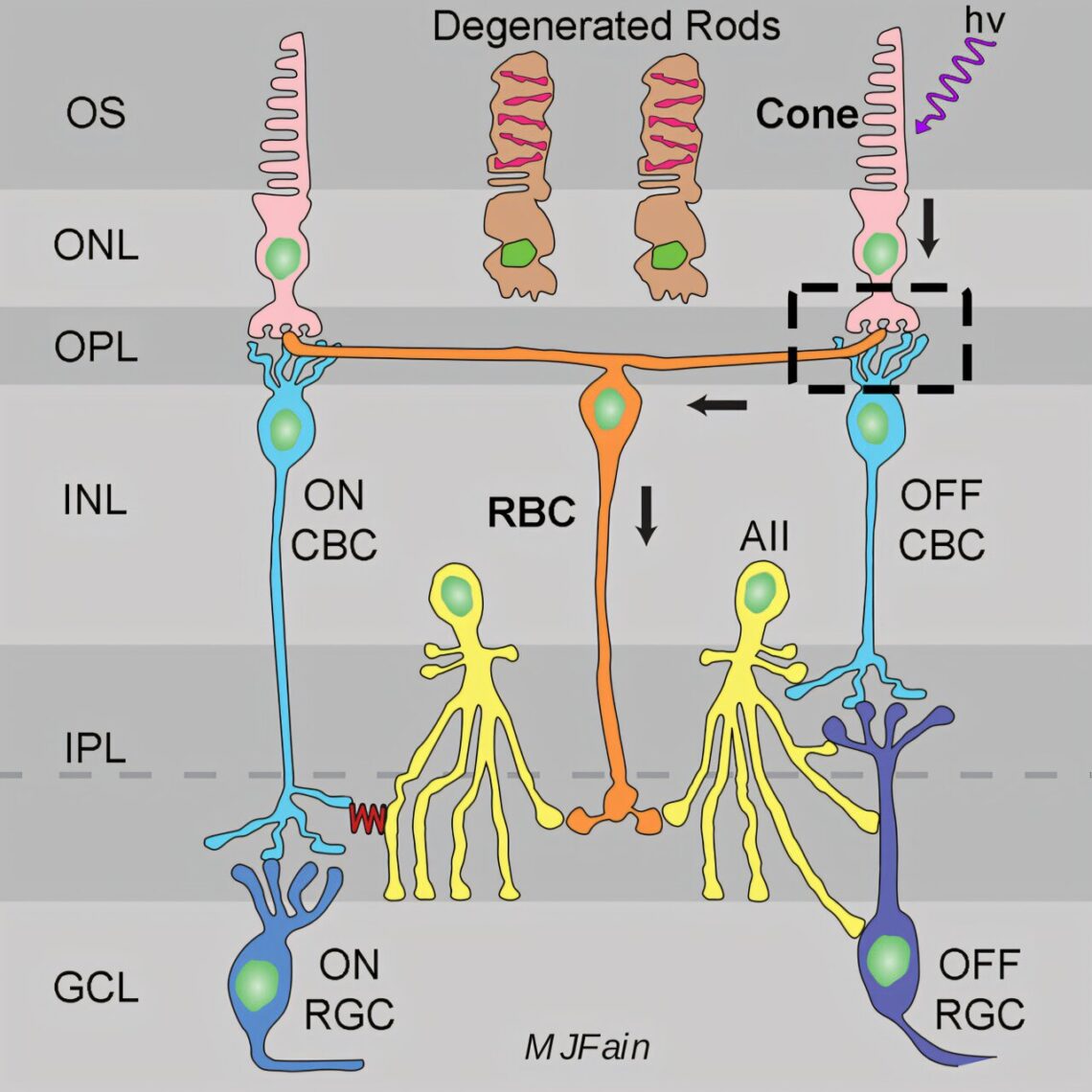 Latest Medical Research & Health News