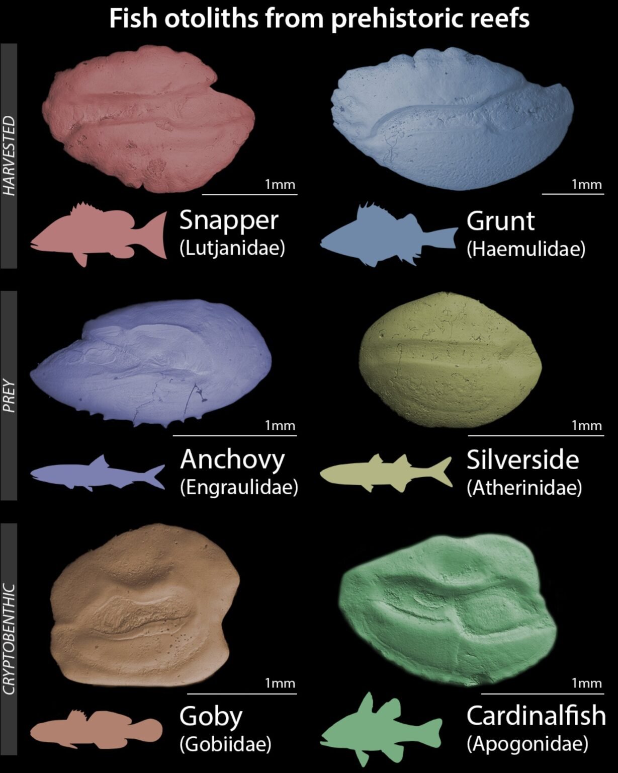 Famous Fossil Sites Around the World: Unearthing the Story of Life on Earth