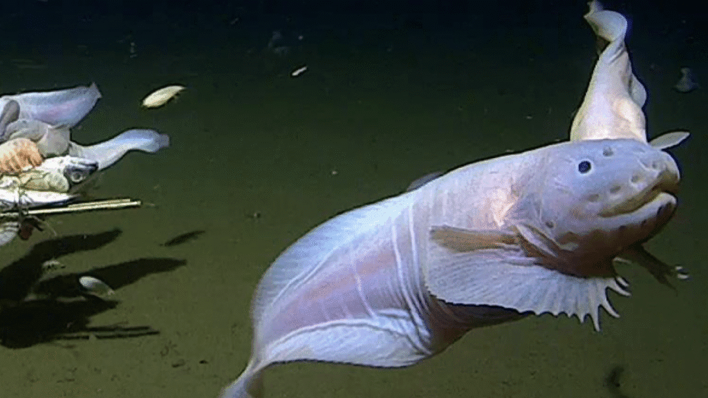 The Survival Tactics of Deep-Sea Creatures in Darkness
