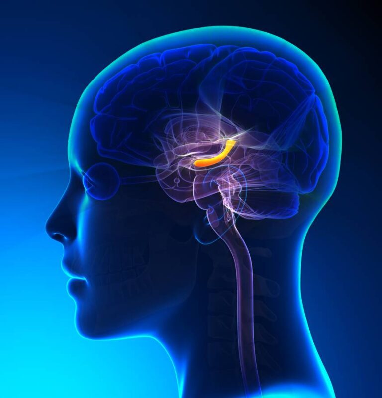 The Power of Habits: How Neural Pathways Shape Our Lives