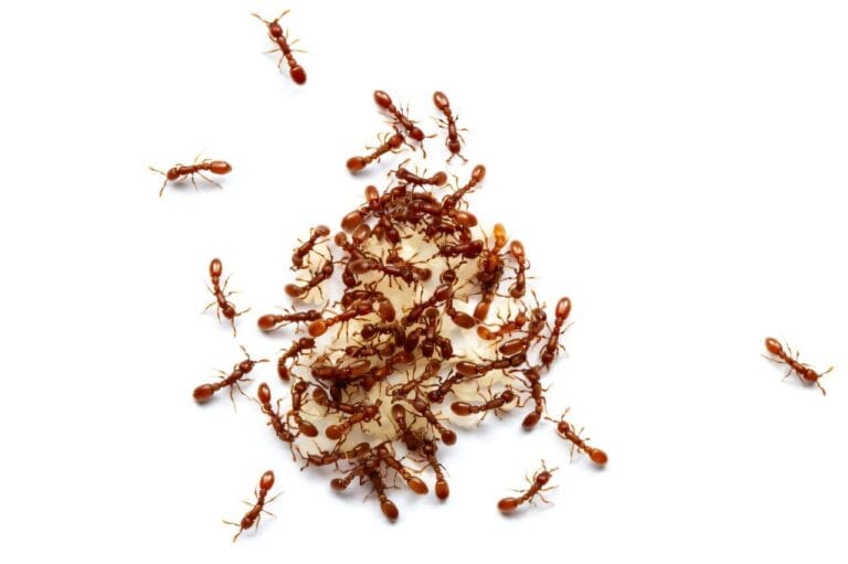 How Tiny Ants Decide Who Becomes Queen and Who Becomes Worker