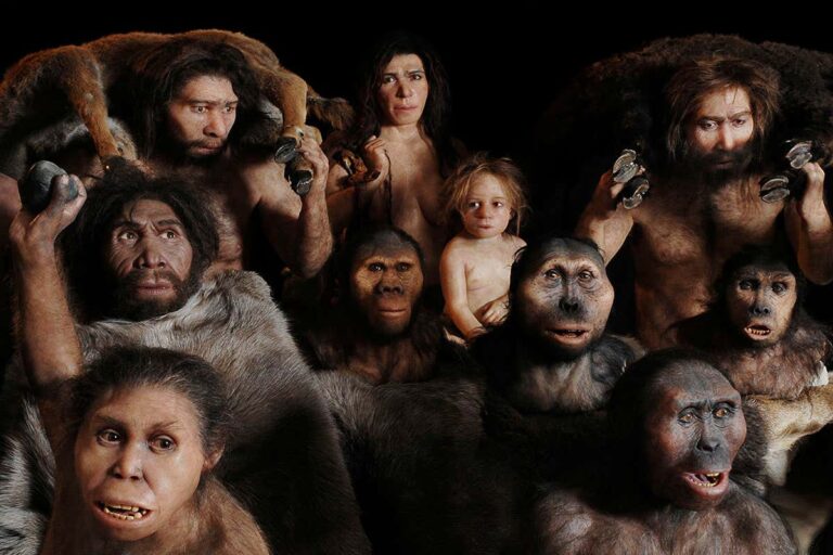 How Did Humans Evolve?