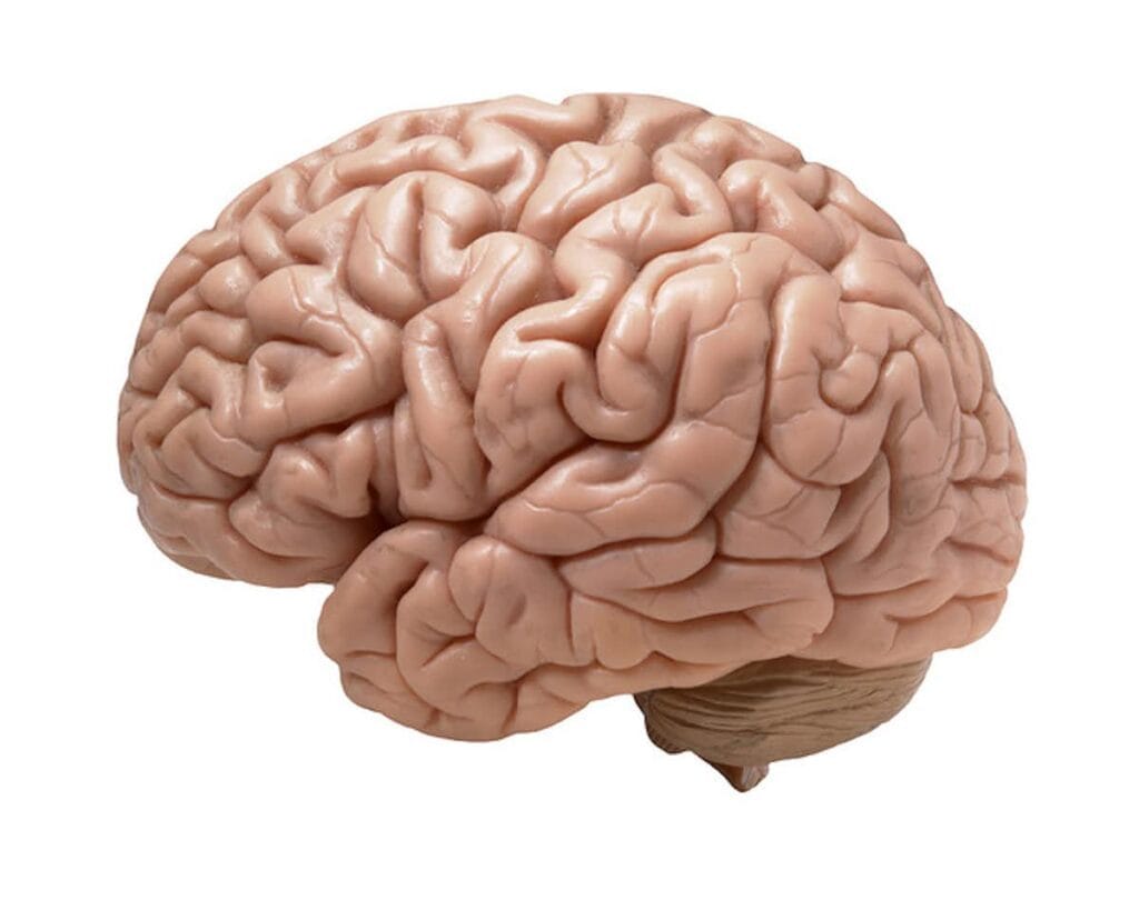 15 Amazing Facts About the Human Brain