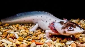 How Animals Regrow Lost Limbs The Science of Regeneration