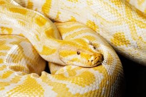 The Secret Cells That Let Pythons Devour Bones Without a Trace