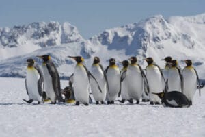 How Penguins Thrive In Freezing Waters And Harsh Climates