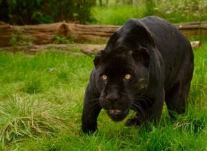 The Fascinating Hunting Techniques of Big Cats Explained