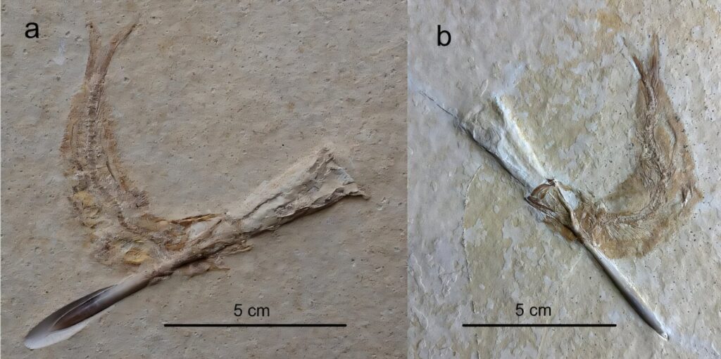 This Inedible Fish Survived the Dinosaur Extinction and We Finally Know How