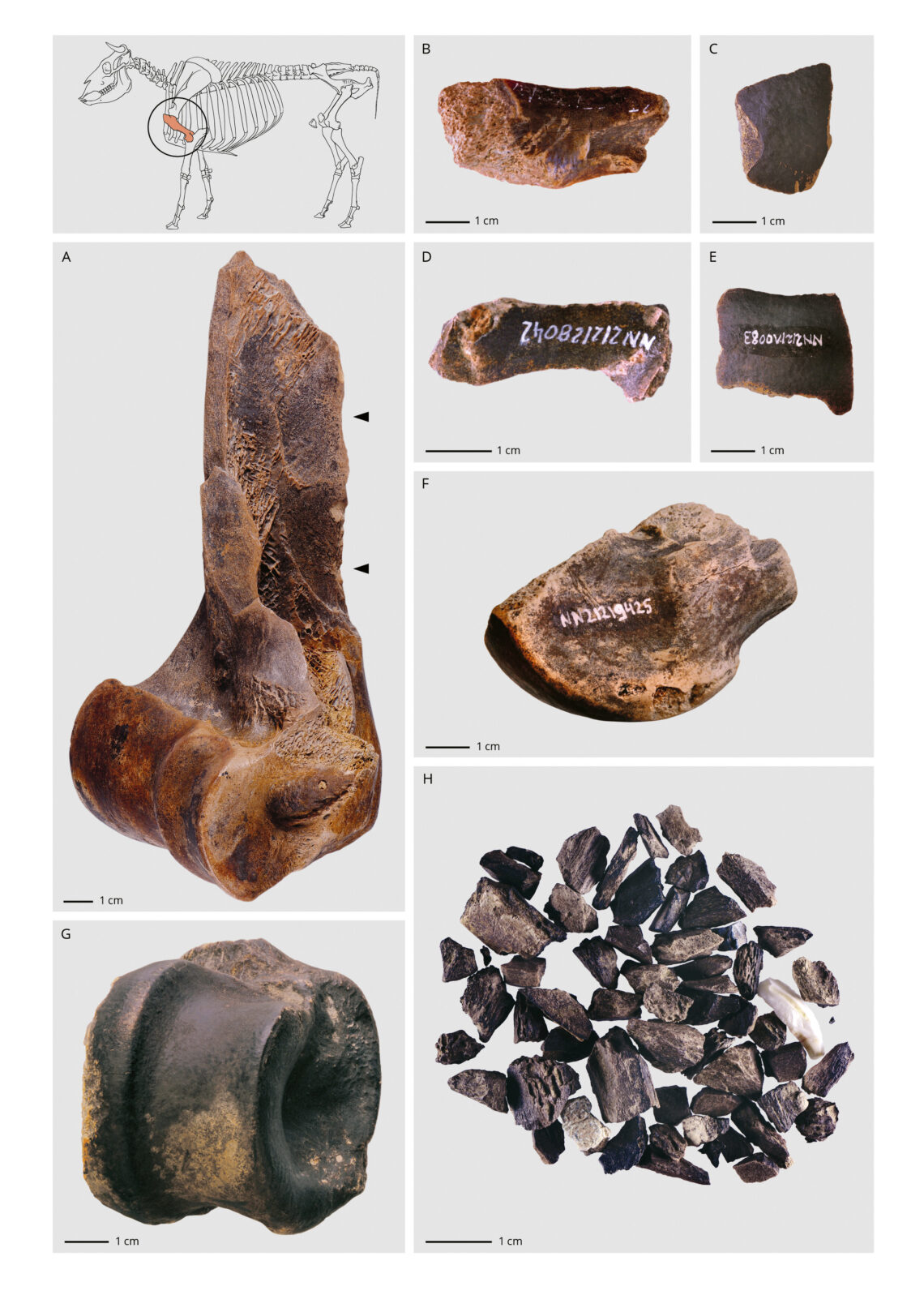 New Discoveries That Could Change Everything We Know About Human History