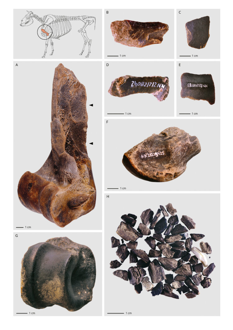 The Undeciphered Etruscan Language