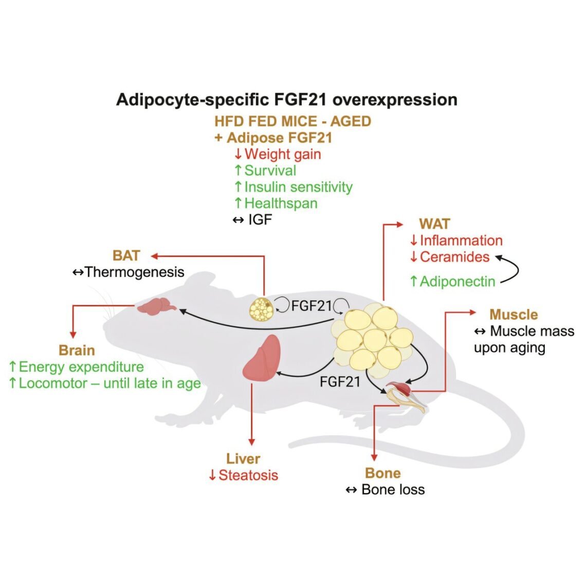 Intermittent Fasting: Does It Really Work?