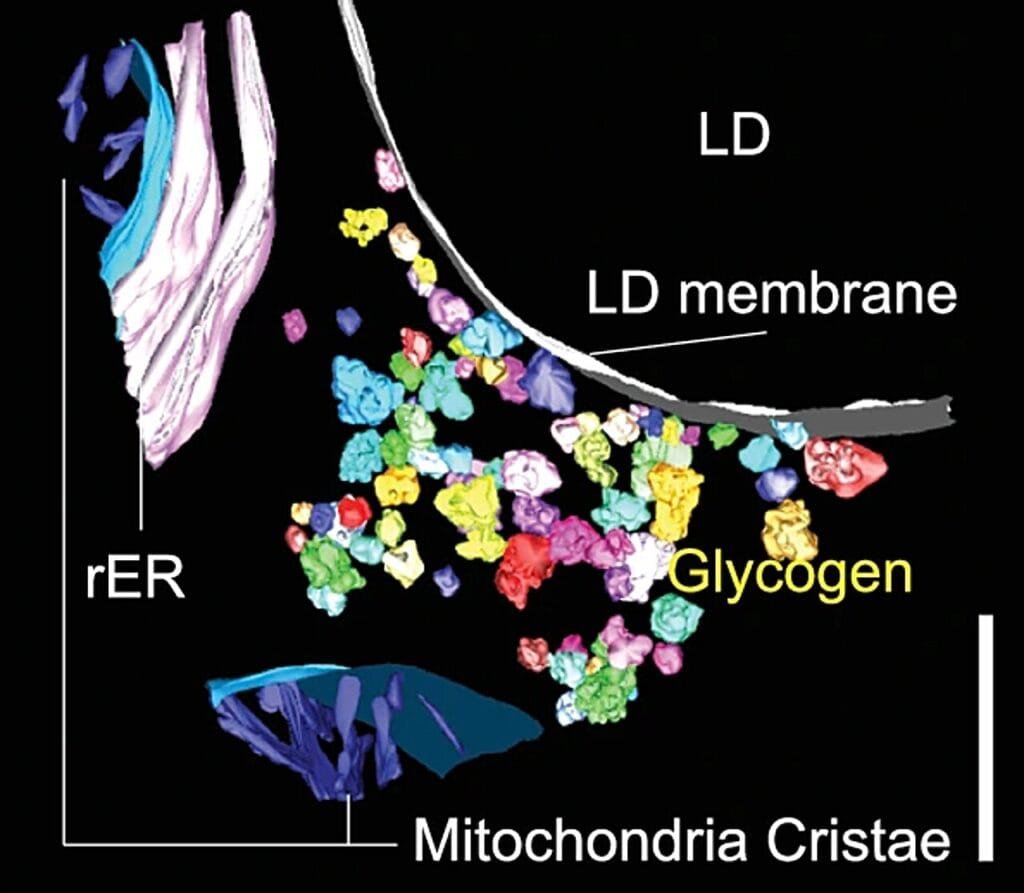 What Happens to Sugar Inside Your Cells Will Surprise You