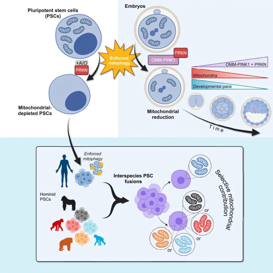 The Endoplasmic Reticulum: Rough vs Smooth Explained