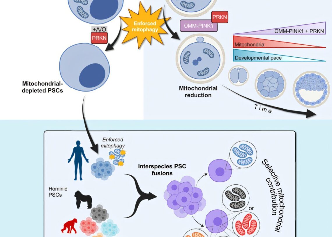 Timeline of the Evolution of Life on Earth