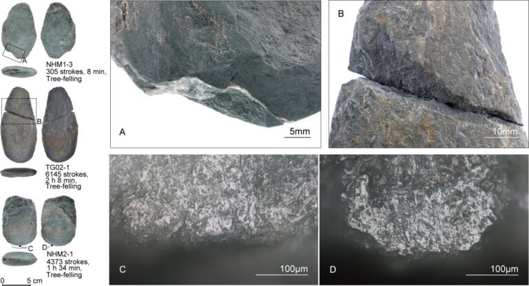 How Ancient Stone Tools Reveal a Hidden Story of Early Woodworking