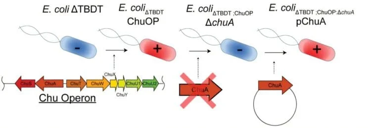The Nucleus: Control Center of the Cell
