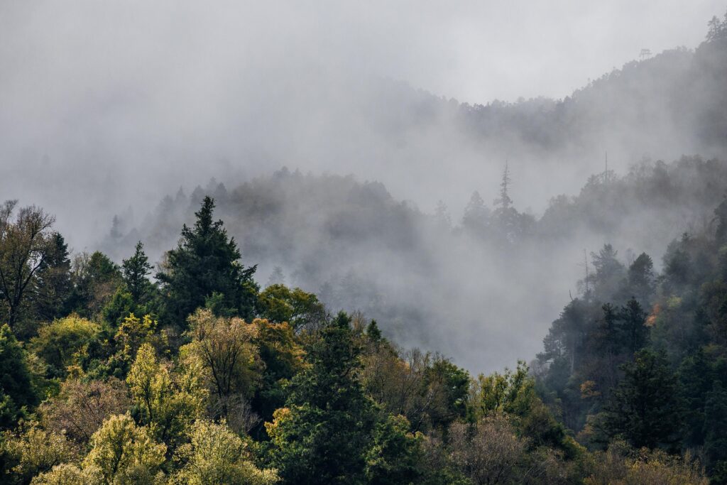 How a Forest Thinks: The Hidden Intelligence of Plants