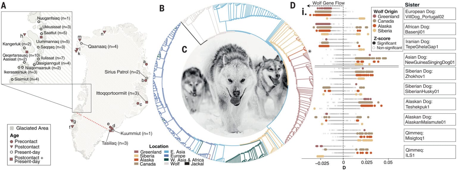 The Decline of Greenland’s Last Sled Dogs and the Legacy of Arctic Survival