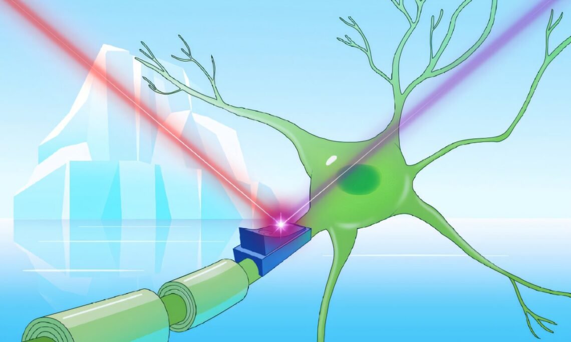 The Secrets of Arctic Animal Adaptations for Extreme Cold