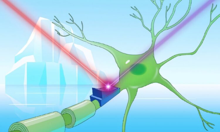 The Secrets of Arctic Animal Adaptations for Extreme Cold