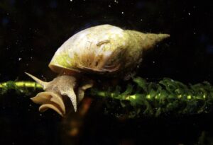 The Evolution of Species: Key Milestones