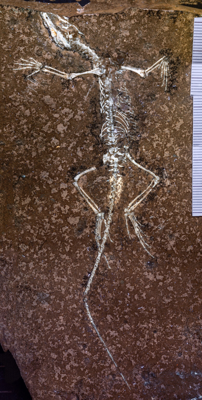 Scientists Stunned by Massive Stick Insect Found in the Treetops