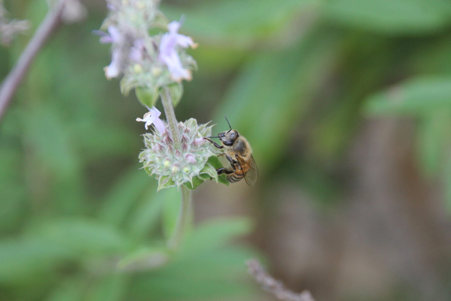 Are There Still Undiscovered Dinosaurs?