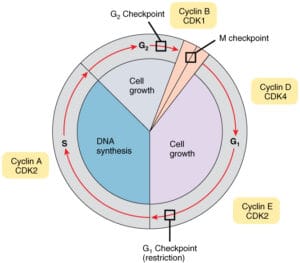 The Cell Cycle: Phases and Checkpoints
