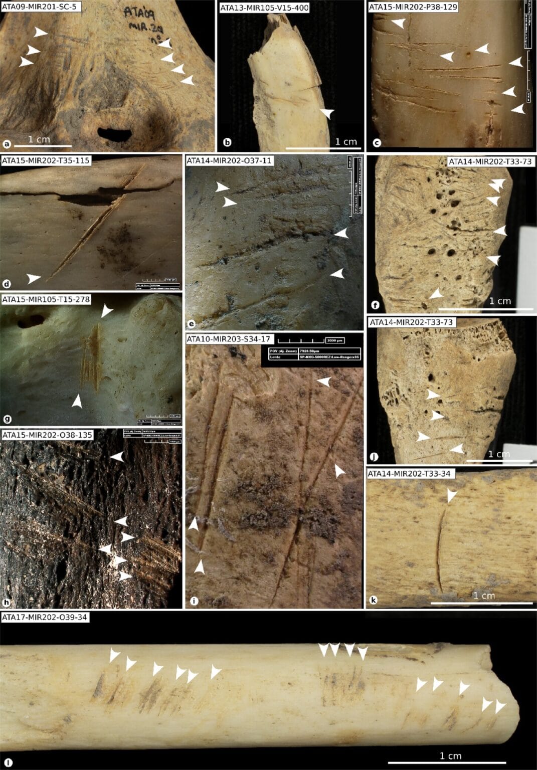 Ancient Cave Bones Reveal a Chilling Truth About Humanity’s Past